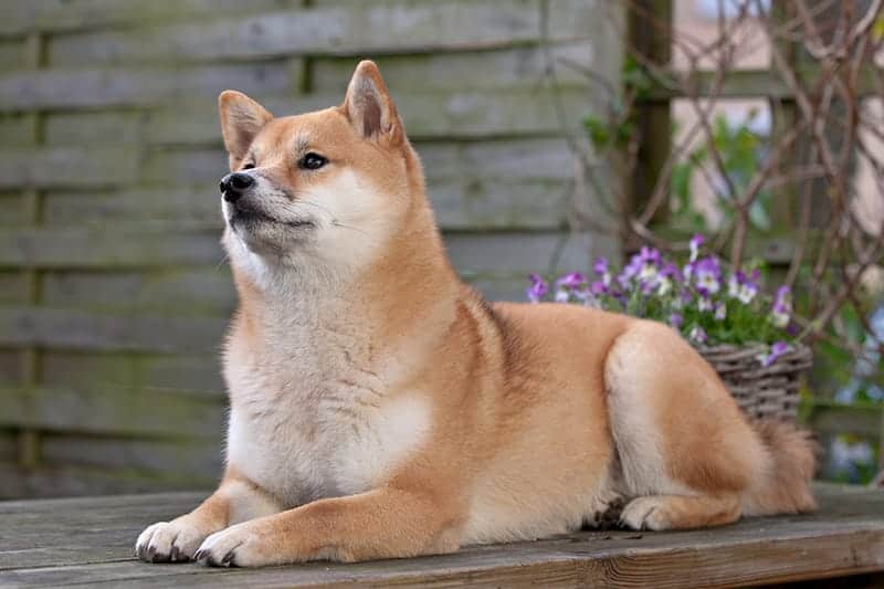 250+ Shiba Inu Names - [The Ultimate List] - My Dog's Name